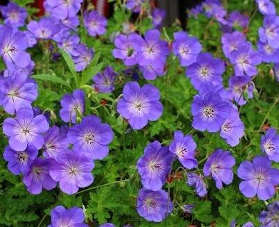 Bodziszek ogrodowy 'Rozanne' PBR Geranium x hybridum 'Rozanne' PBR